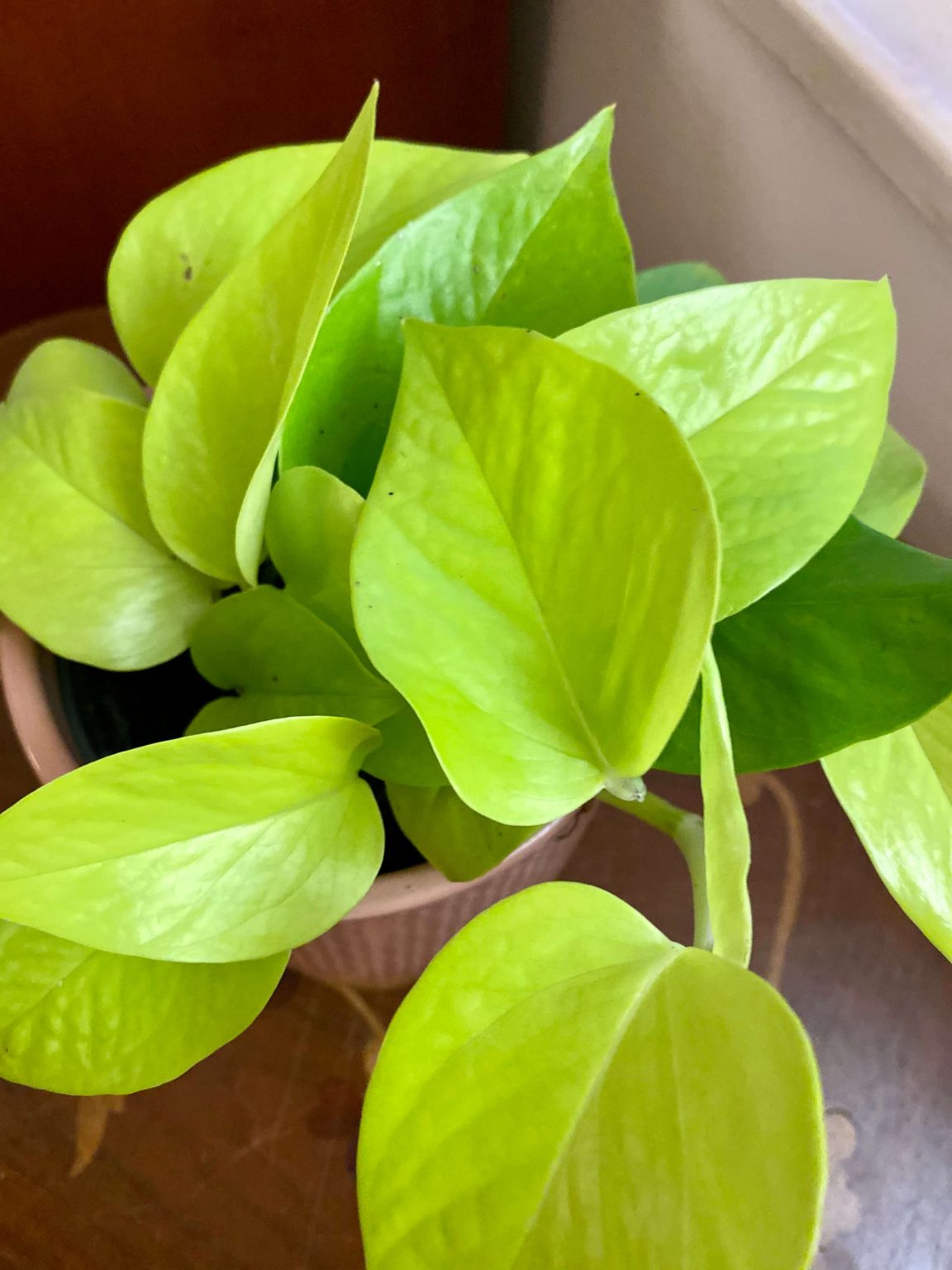 Epipremnum aureum "Neon" - GreenGrows