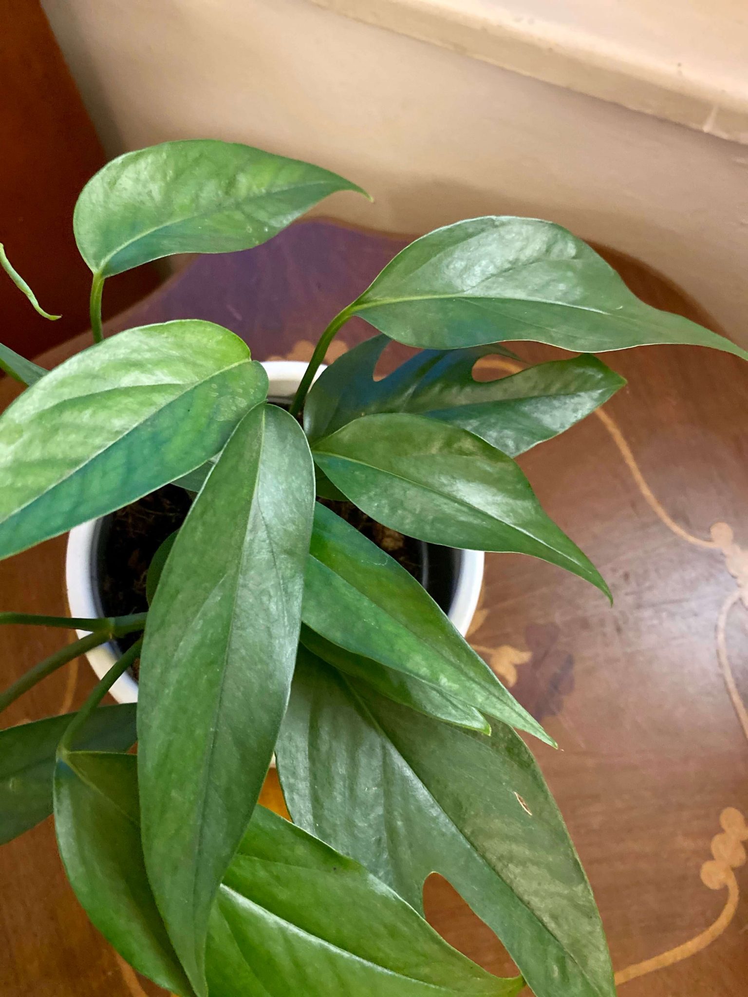 Epipremnum pinatum - GreenGrows
